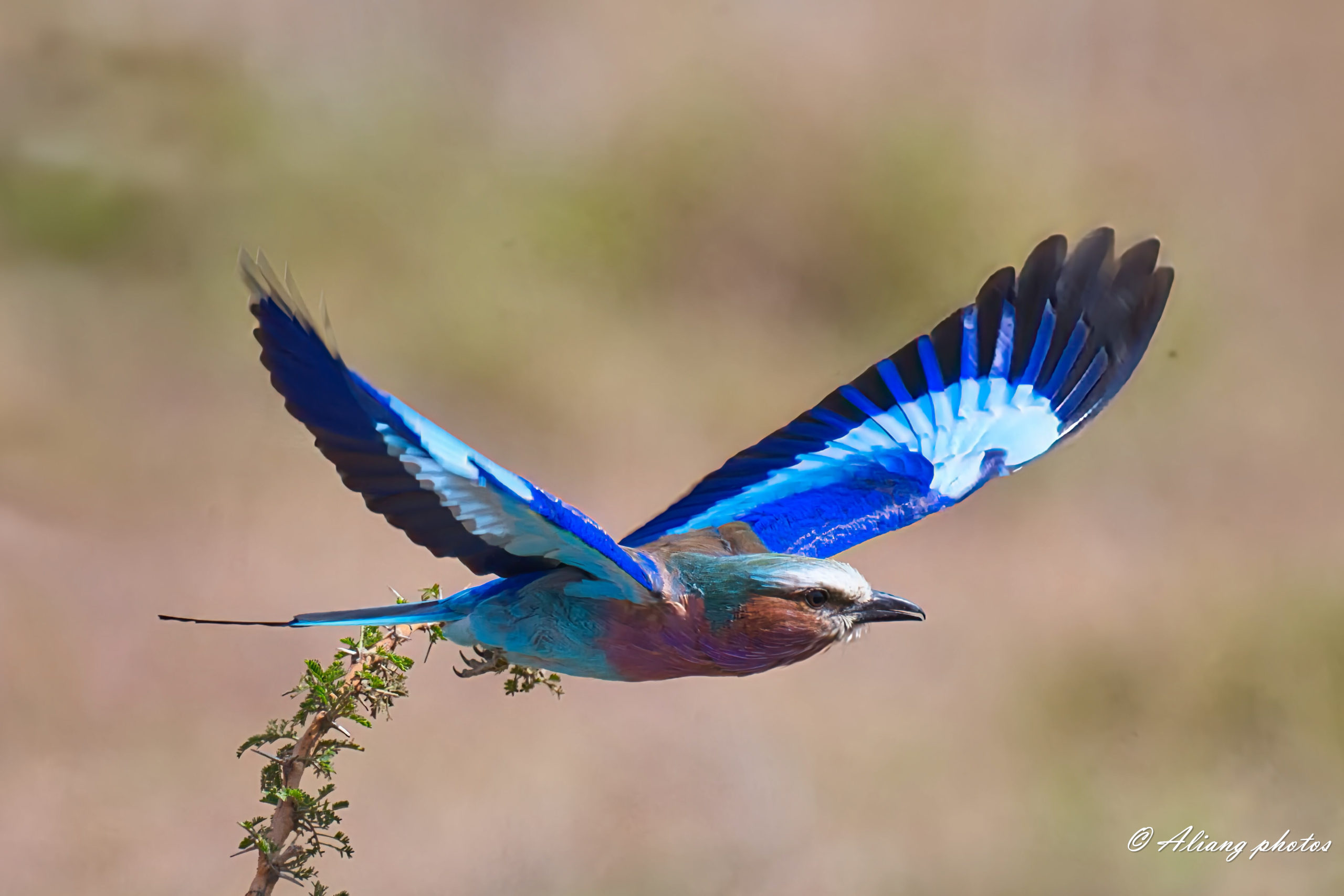Journey to Kenya-1: Birds, Vibrant Lives (Summer, 2023). 肯尼亚之旅-1: 鸟类 ...