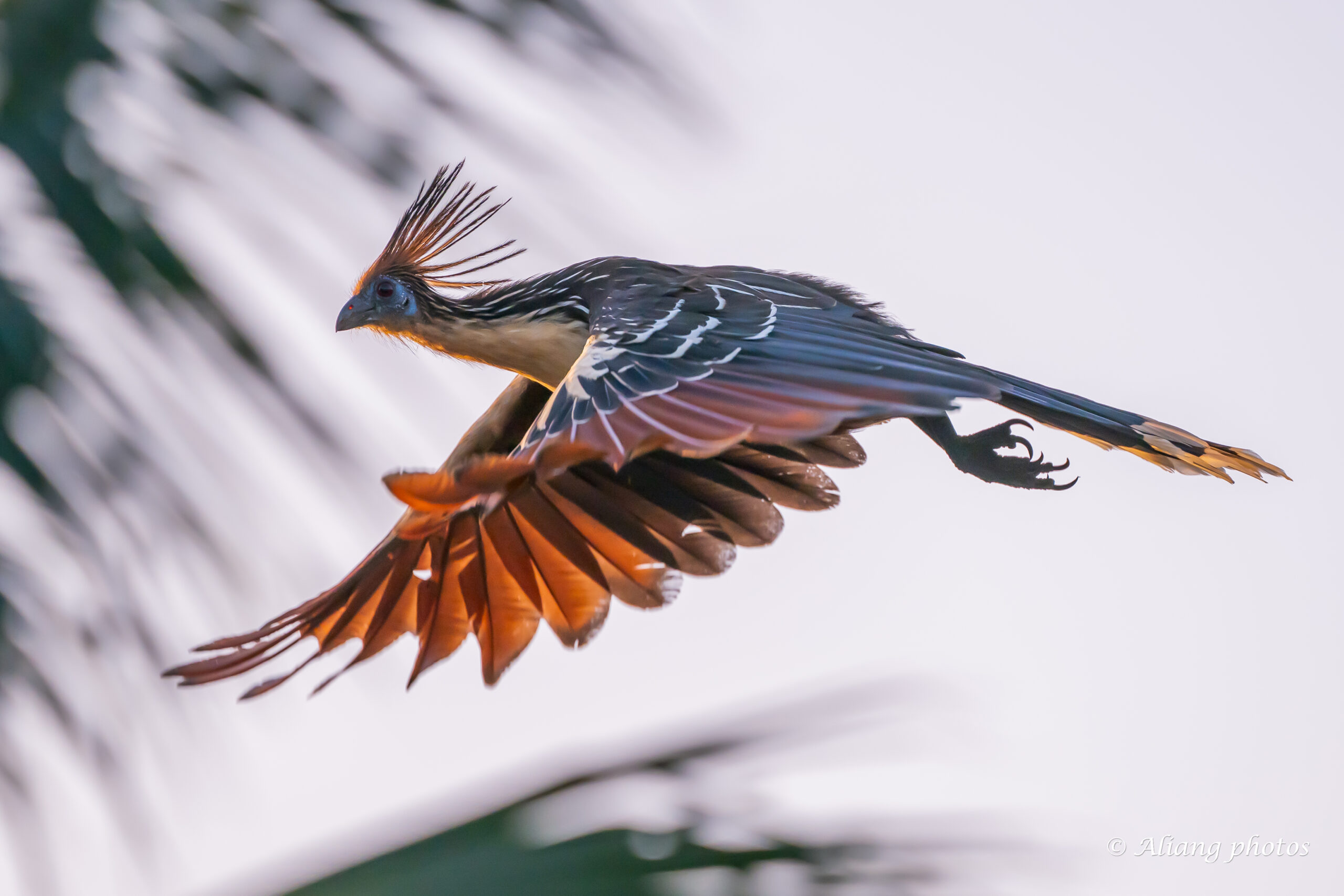 The Beauty of Guyana, Part 2: Marvelous Birds (February 2024) 圭亚那之美(二 ...